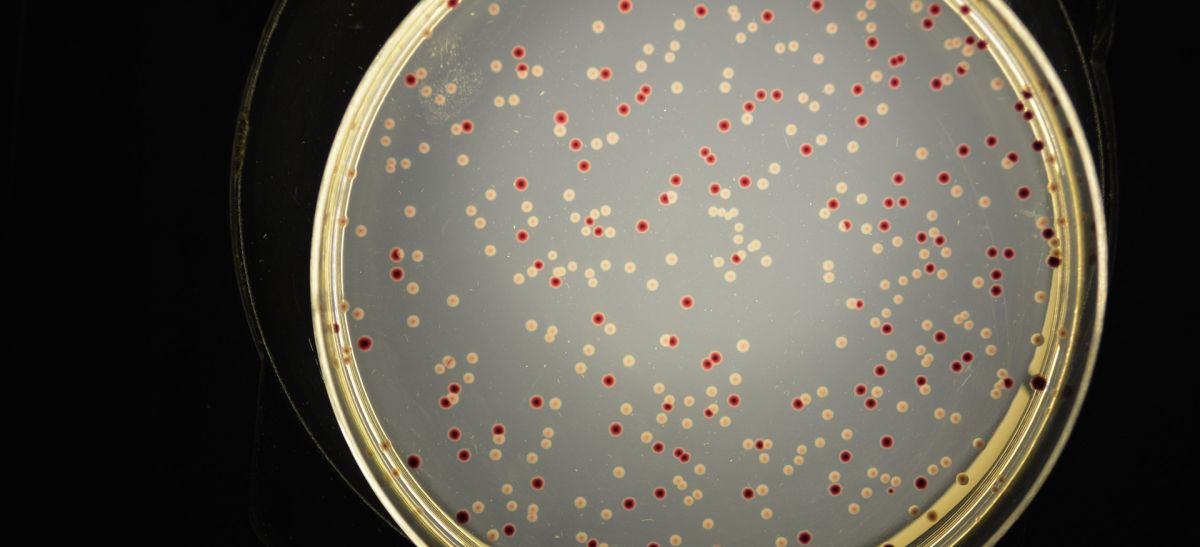 Introducing the Department of Microbiology, Genetics, & Immunology ...